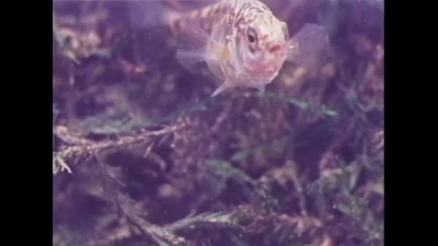 Откуда в вашей голове два сознания