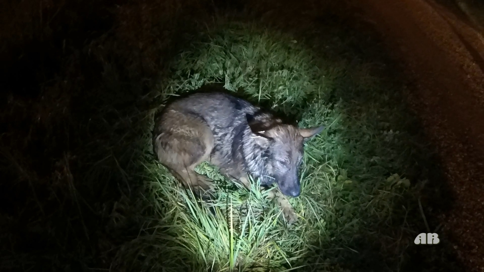 Спасение собаки