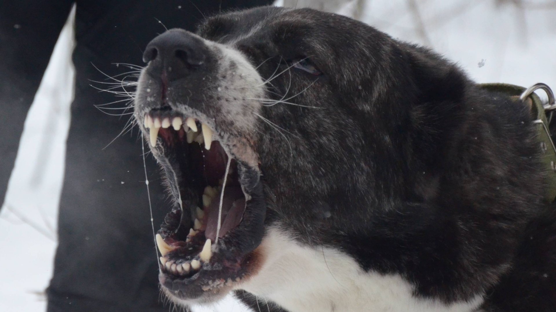 Как охраняют аборигенные овчарки или проверка аборигенных среднеазиатских овчарок на охрану.