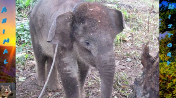 Маленький слонёнок страдал от недоедания, был худ и измождён