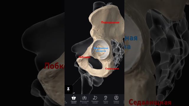 Тазовая кость. Вертлужная впадина. #3danatomy #pirogov