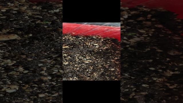 Кампанула проросла 05-03-2024 #shots