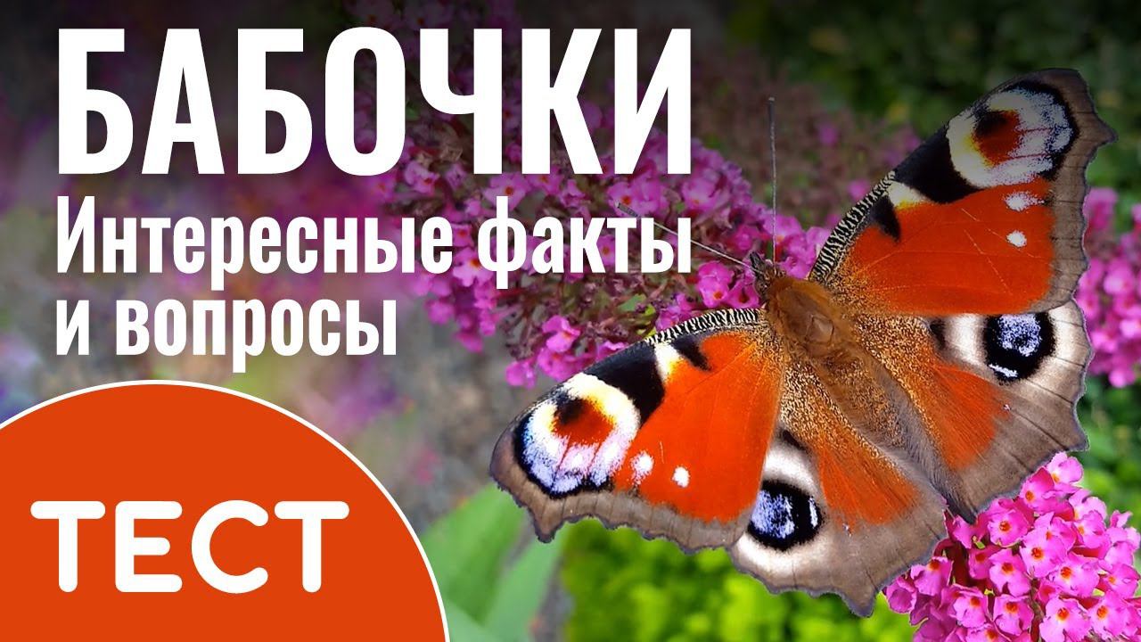 Тест: Угадай красивую бабочку | Интересные факты и вопросы о бабочках с ответами