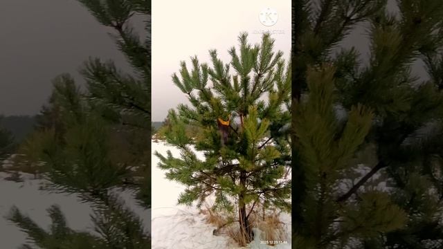 Как я за Новогодней Ёлочкой ходил , вернее Сосной