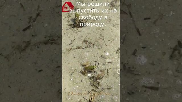 Выпускаем своих лягушек из пруда на волю! Свобода!