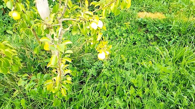 груша Вдала редкий сорт