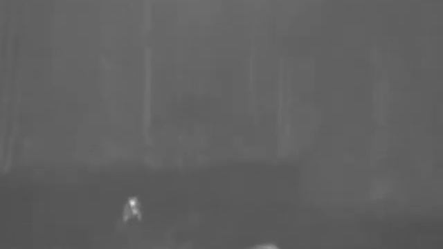 Ночная съемка. Маша и 3 медвежонка