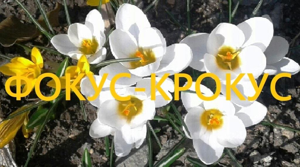 ФОКУС-КРОКУС  dub