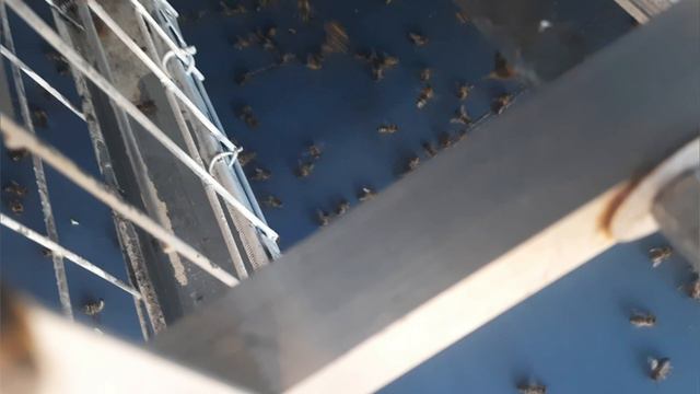 Как сделать медогонку#пчеловод