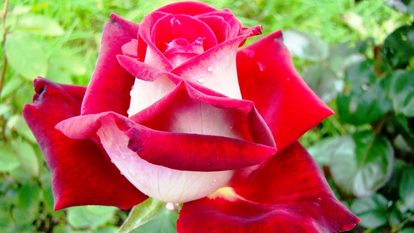 А.Дворжак Романтическая пьеса-1.