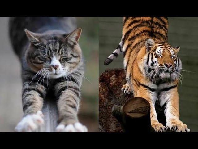 Большие дикие кошки- Топ самых больших кошек в мире.