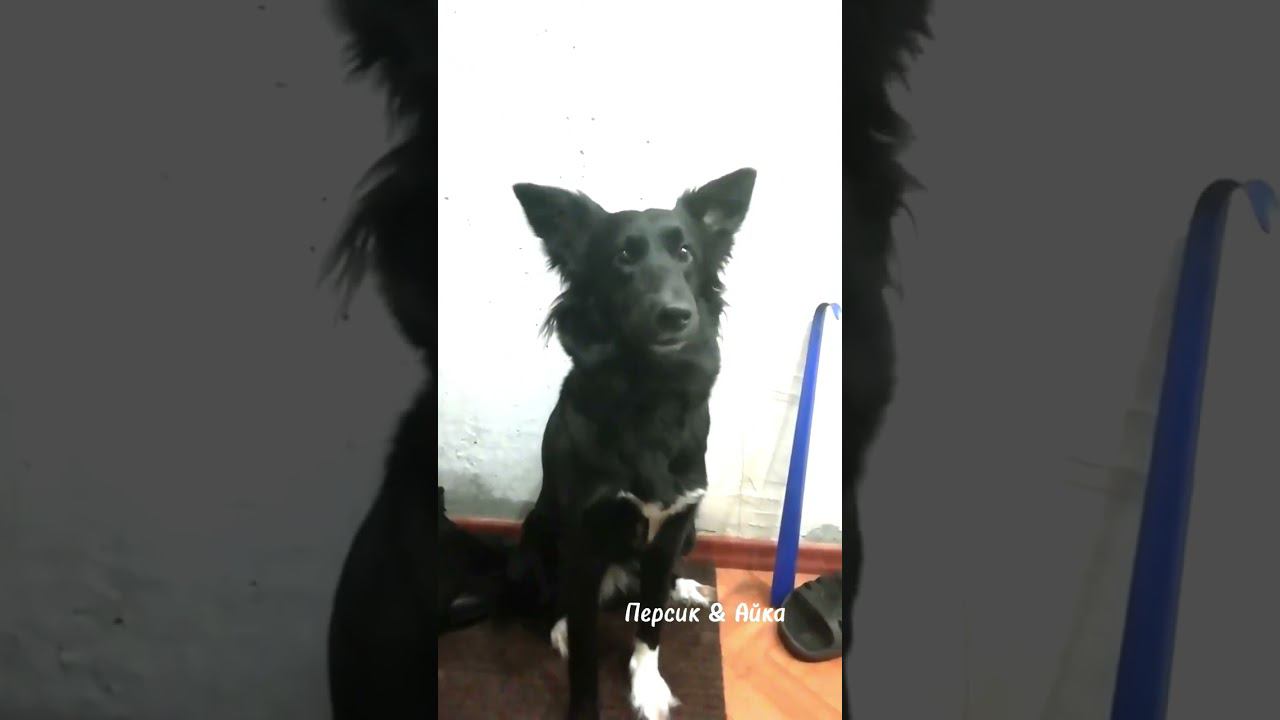 Артистка 😏 #айка #собака #метис