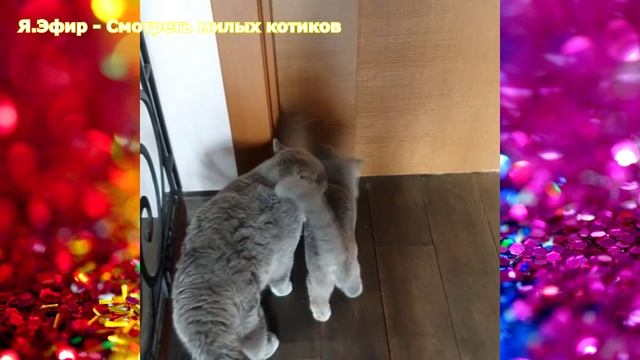 бесплатно смешные видео приколы про животных, прикол про животных видео ржака, видео новинки