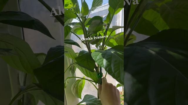 Болгарский перец ДОМА ?