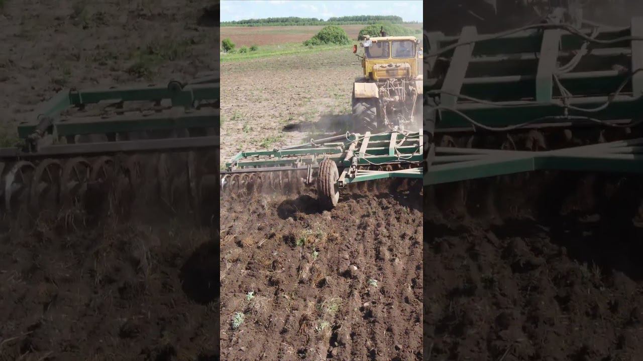 Борона Дисковая БДМ 6х2 в поле #shorts #борона #вспашка #колхозники #к744
