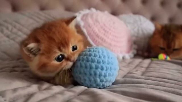 Очаровательный рыжий котенок играет