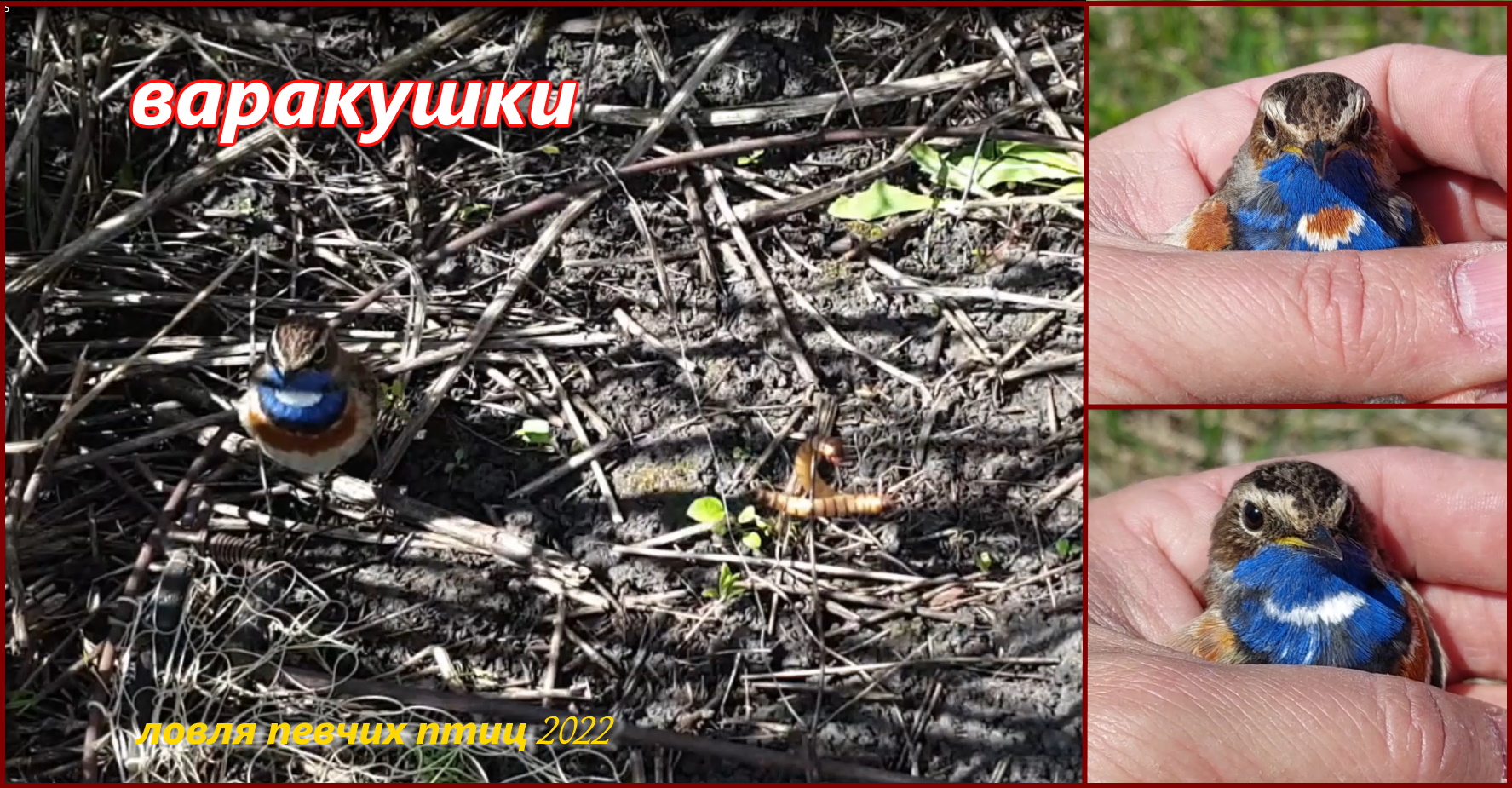 Ловля певчих птиц. Апрель 2022. Варакушки разными снастями.