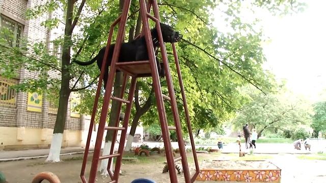 Американский питбультерьер. Плюсы и минусы породы