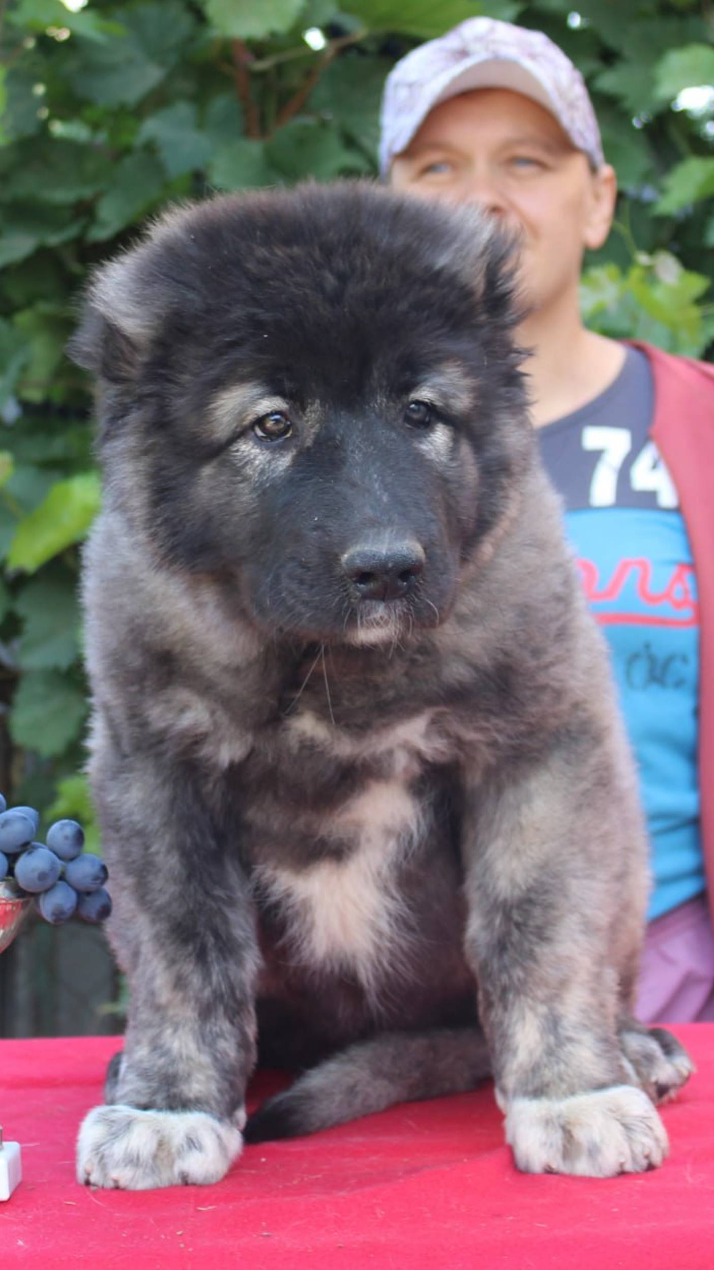 Щенки питомника Дон-Ратибор. Кавказская Овчарка. Буря, Богиня и Байра, 12 недель.
