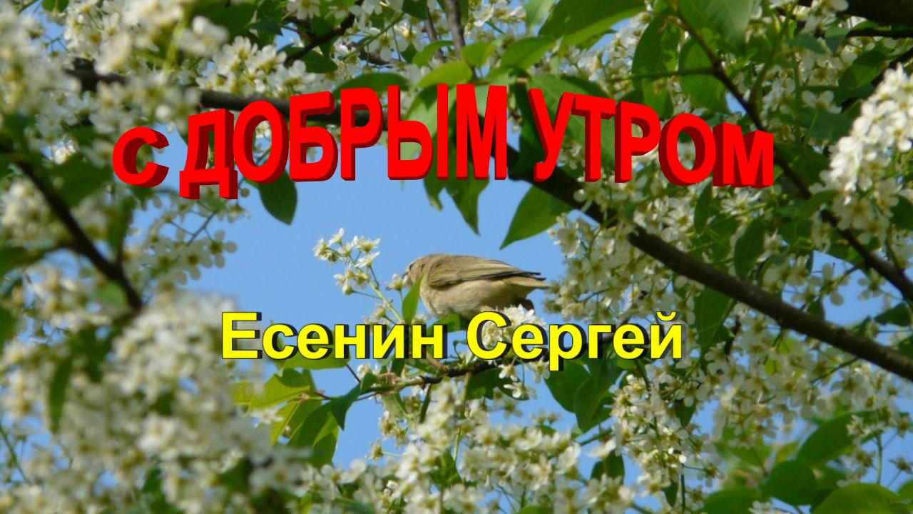 Стихотворение "С добрым утром"  Сергей Есенин
