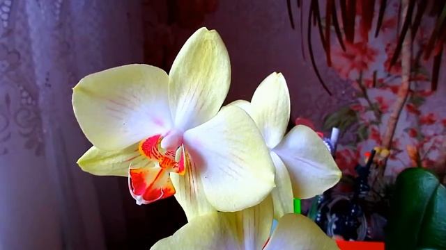 Орхидеи в воде. Новое весеннее цветение.Orchids in the water. New spring flowering..mp4