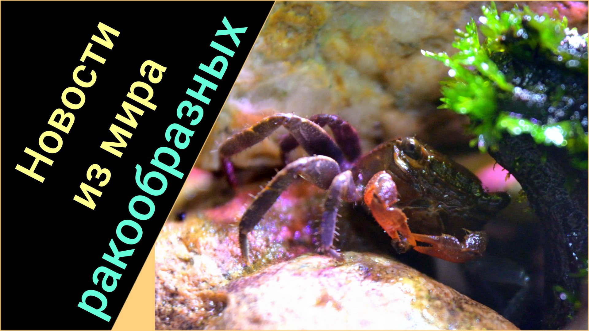 Новости из мира ракообразных