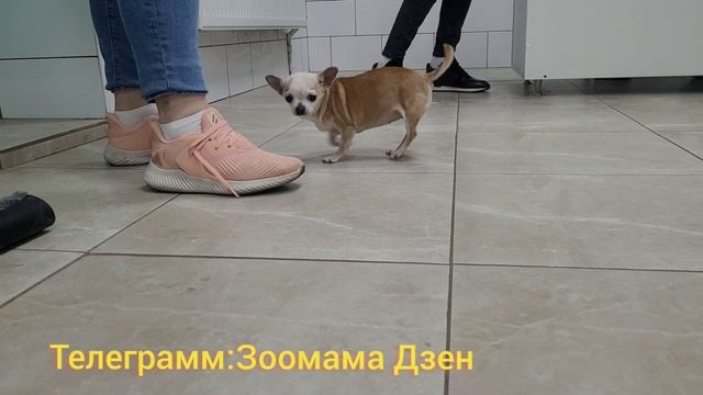 Кнопочка.Пристарелый ребёнок не видевший заботы и любви