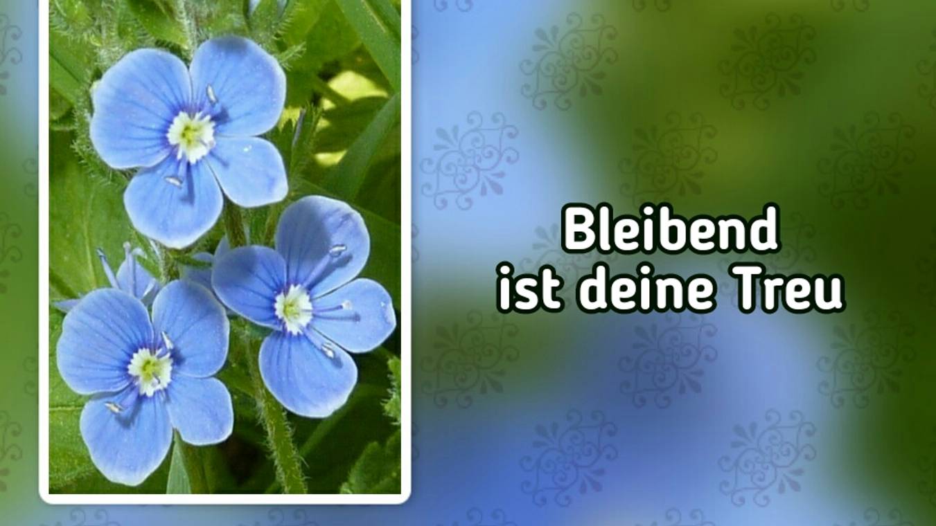 Bleibend ist deine Treu (-)