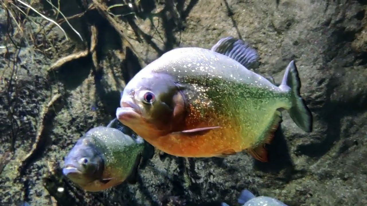 Не едят мясо! Эти Пираньи за ПП