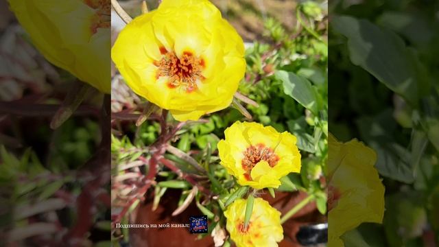 Цветок Портулак Соня🏵