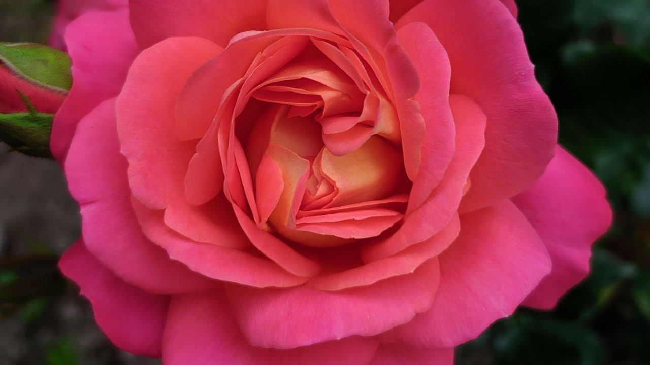 Роза Midsummer.Мидсаммер.