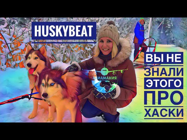 Хаски питомник СПб HuskyBeat | катание на собачьих упряжках | #Авиамания