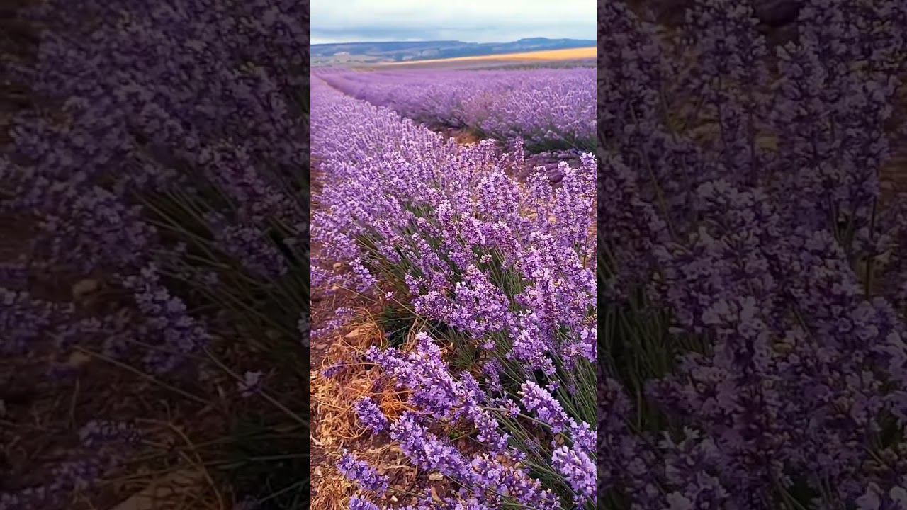 Лавановые поля, красота!