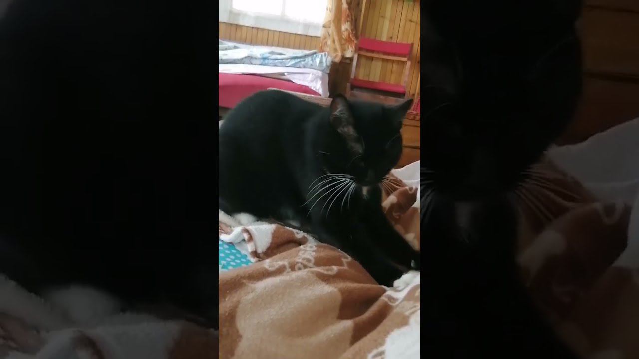 Пиксель - 2024.06.07 - "молочный шаг"