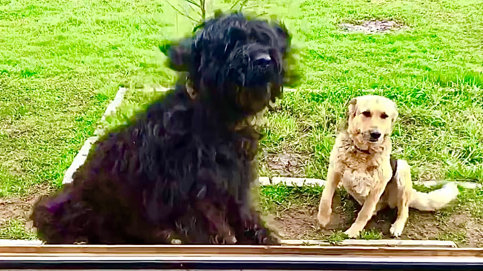 Как выглядит Макдональдс по-деревенски и как реально накормить собак