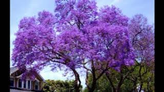 Посадка первого в жизни дерева (Павловнии). Пчеловодство с шести лет. Мы сажаем медоносы (англ.)