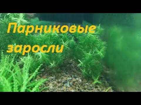 Джунгли аквариумных растений. Планы по пересадкам. (Архив от 6.11.2021)