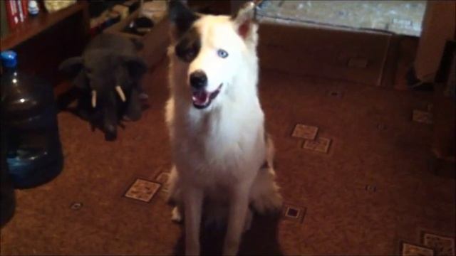 Денька ругается