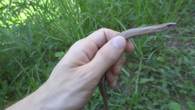 Веретеница безногая ящерица