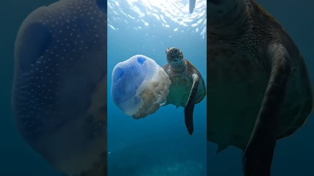 Черепаха и Медуза