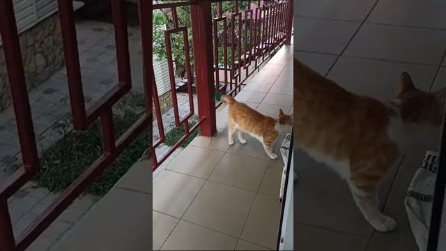 ГД Радуга(Джемете) Рыжик лазит по гостям(2023)