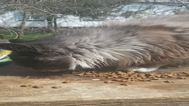 все хотят есть