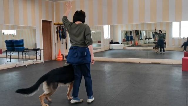 Танцы с овчаркой