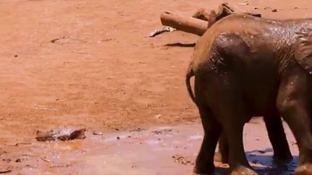 Забавные зверюшки..mp4