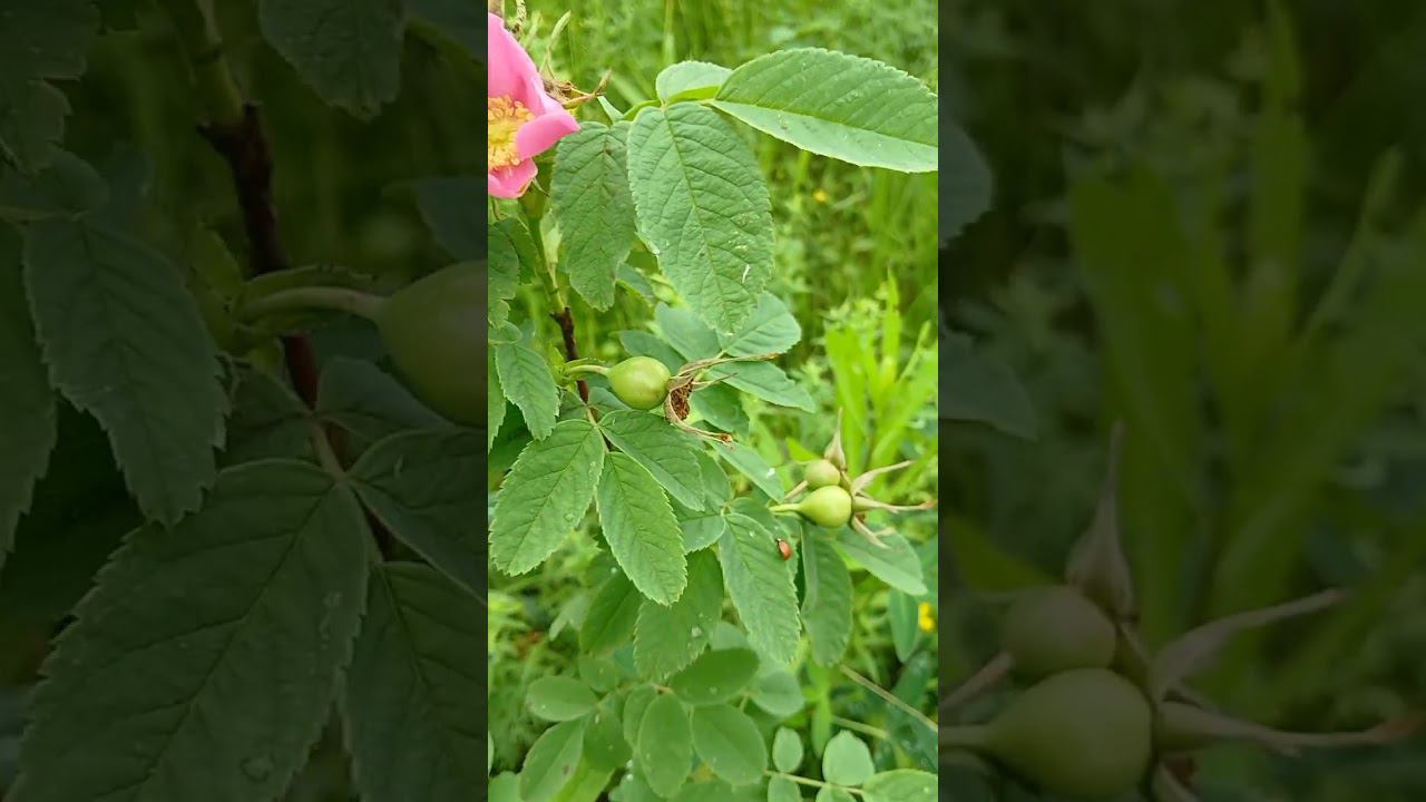 Цветет лесной шиповник! #шиповник #лес  #nature #природа #розы