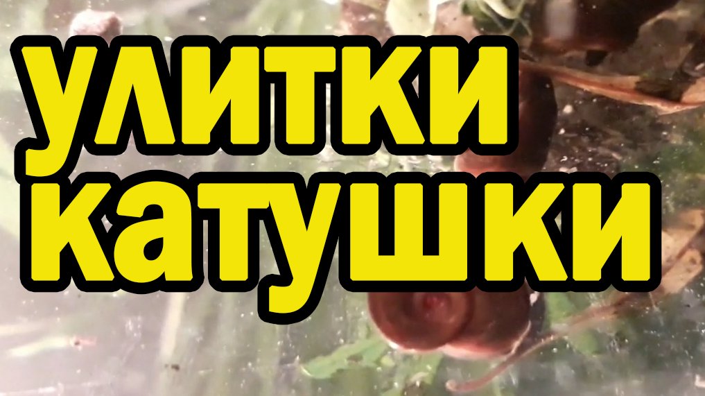 Улитки-Катушки