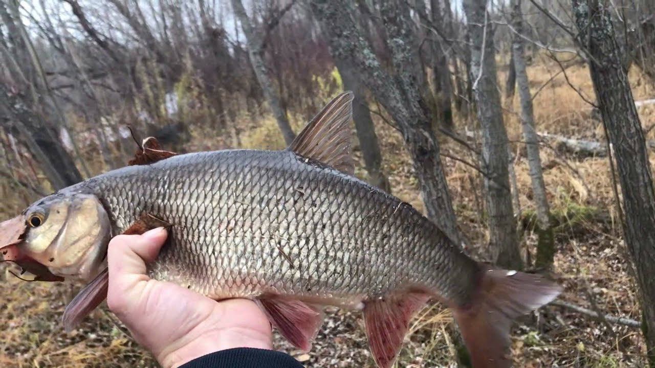 #1 Ловим налима, а клюет язь. Все очень печально(((  18+ (Есть русский МАТ), 20019.