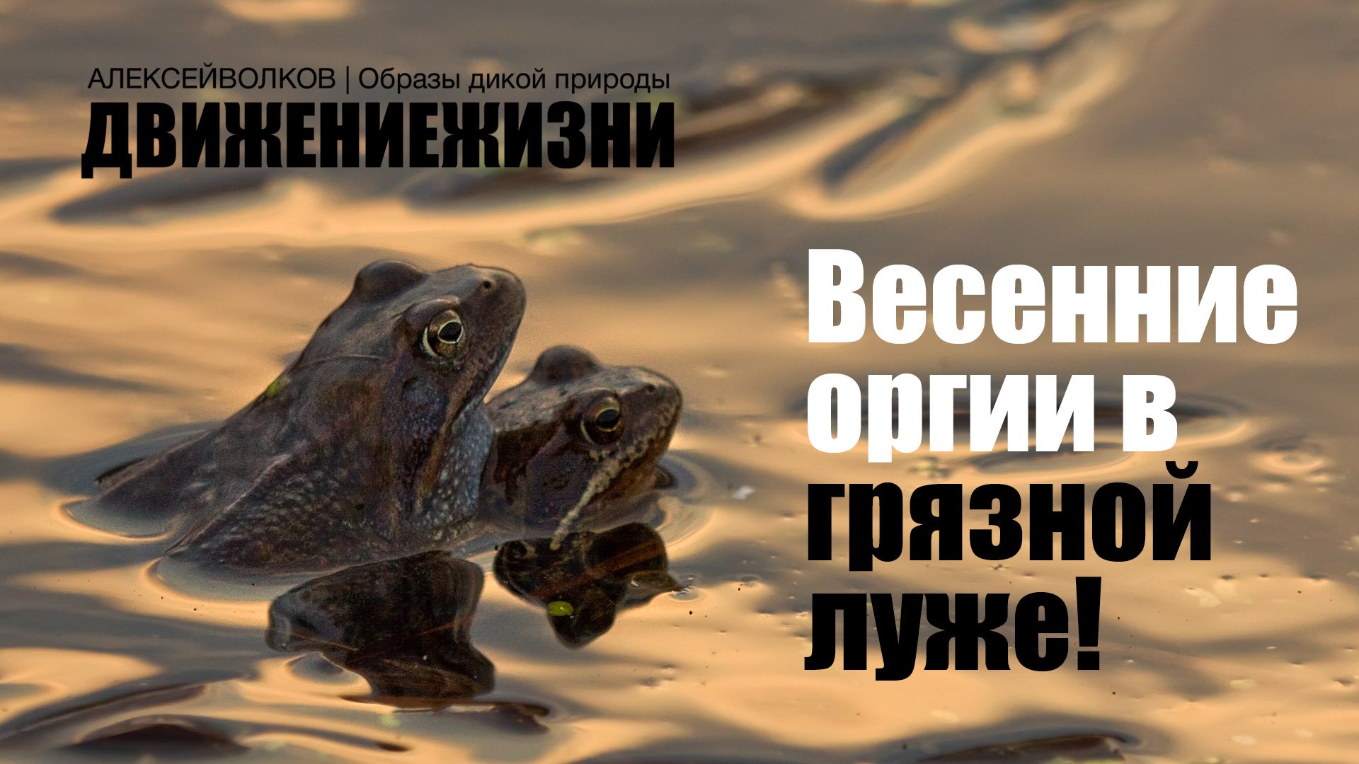 Травяные лягушки - Весенние оргии в грязных лужах!