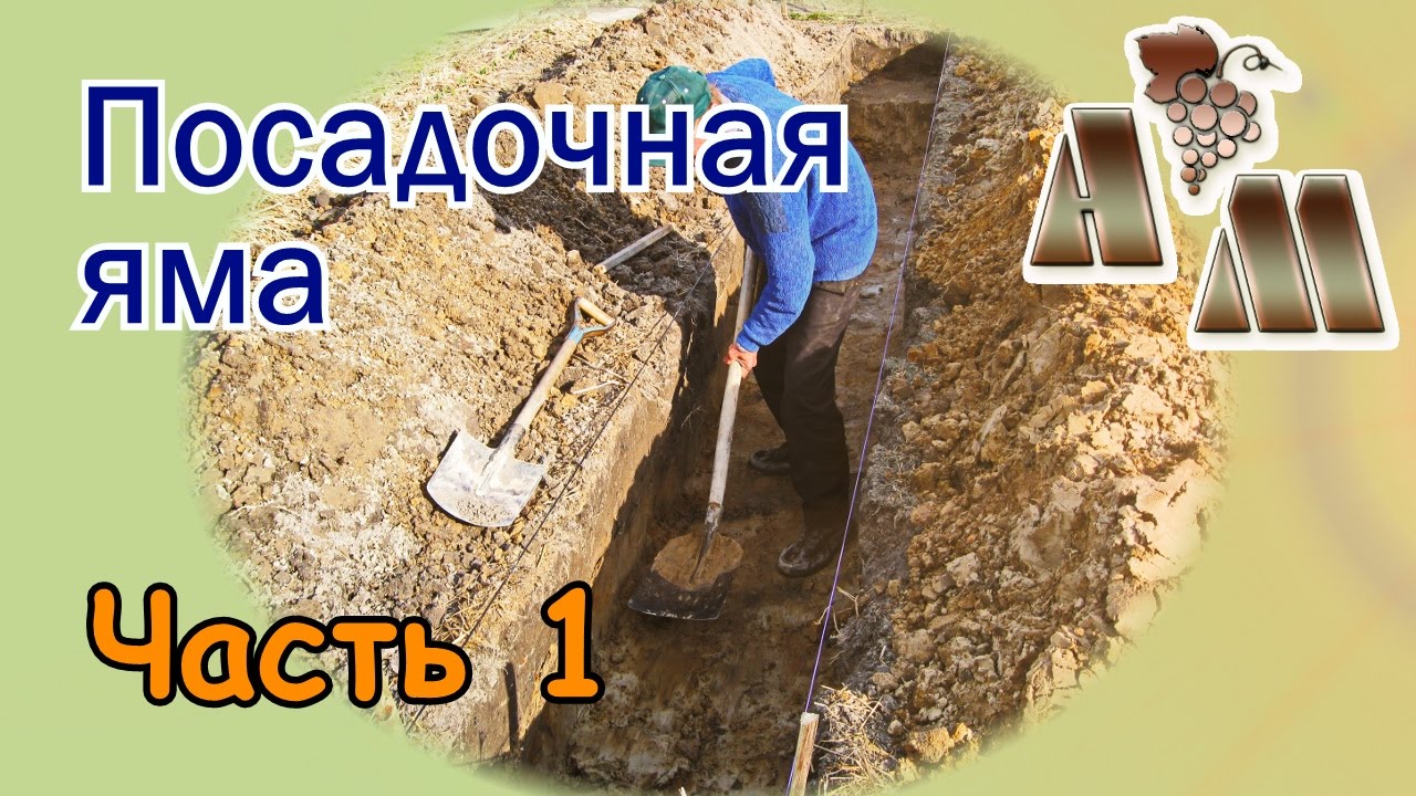 ? Посадочная яма для винограда (часть 1). Размеры, организация полива и подкормок