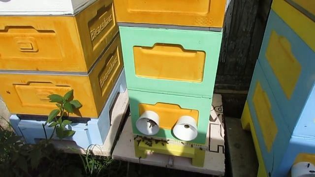 июль на пасеке - как получить мед от слабой семьи